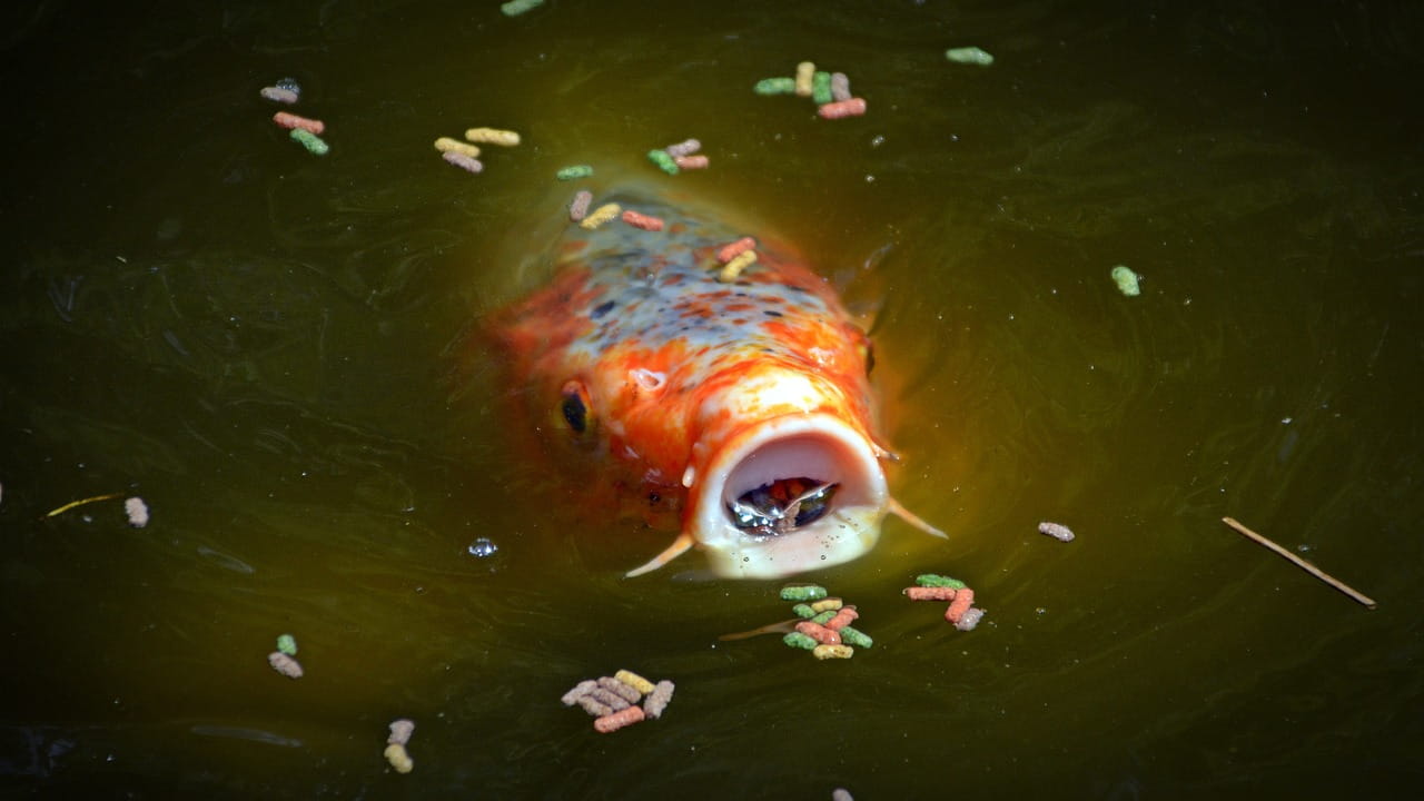 Fischfutter - gesunde Fische mit unserem Futter-Ratgeber